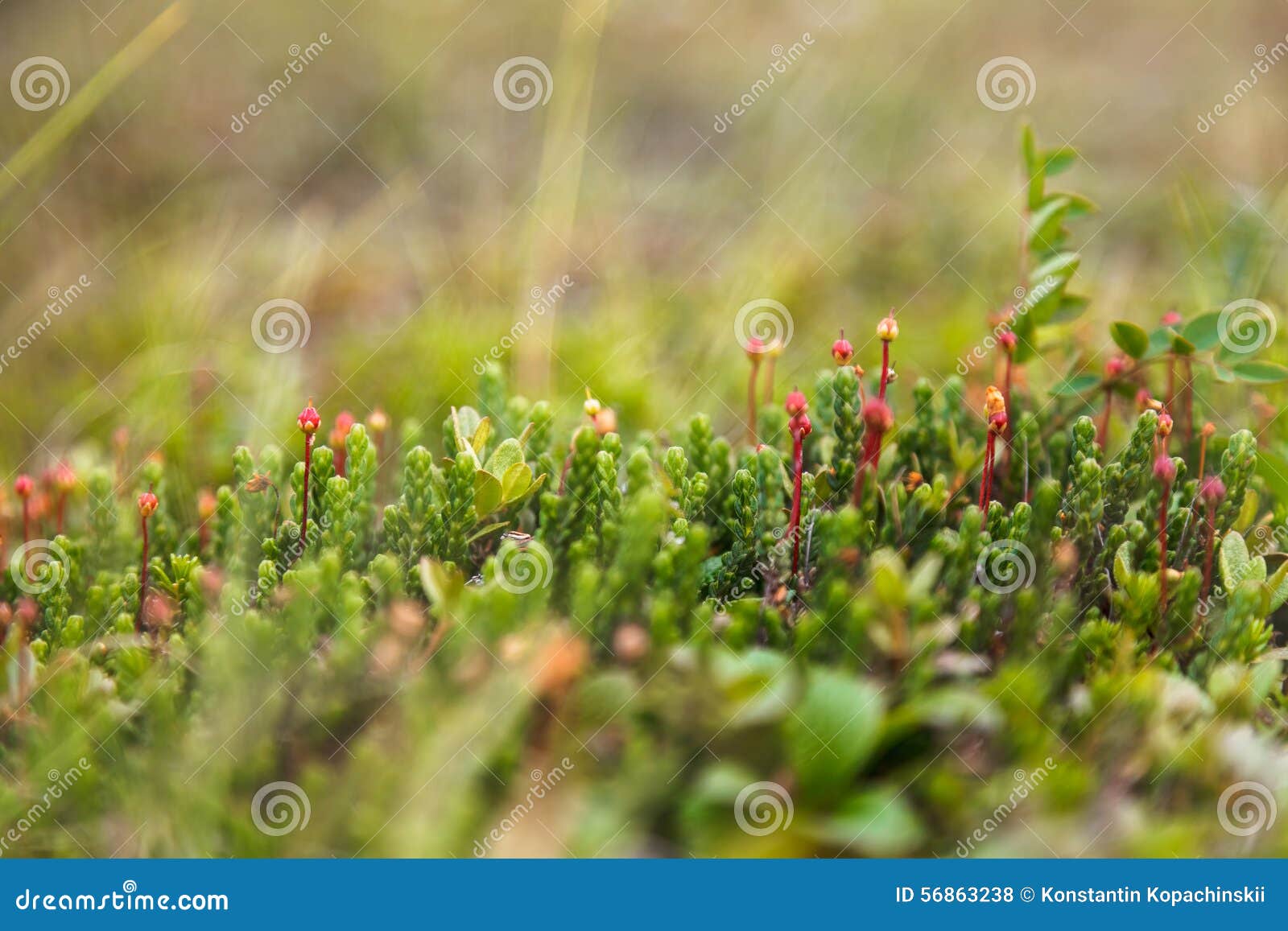 Group of Moss Seed Sprouts in Springtime Closeup Stock Photo - Image of ...