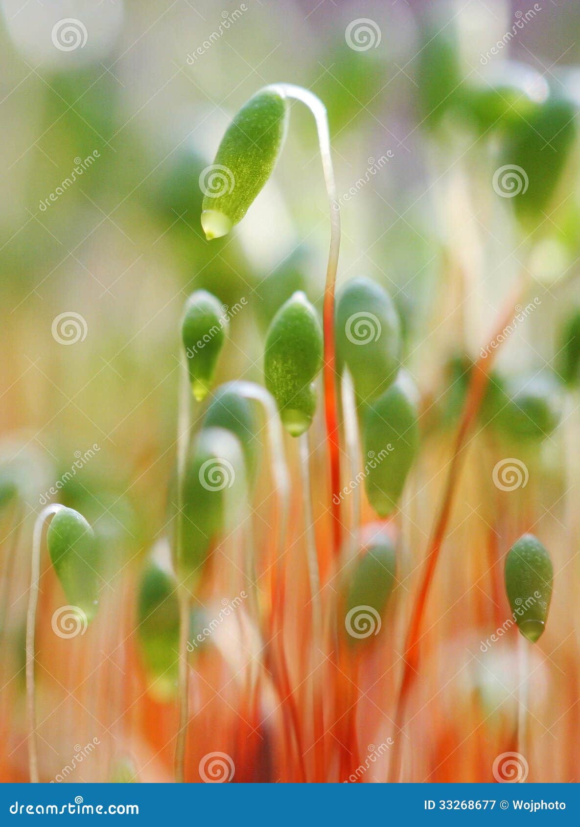 Group of Moss Seed Sprouts in Springtime Stock Image - Image of plants ...