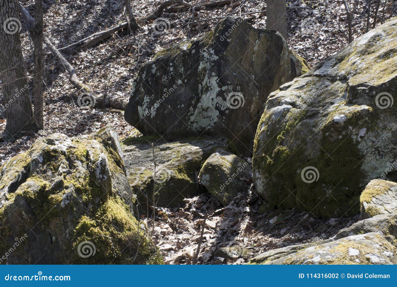 Moss Covered Rocks in a Forest Stock Photo - Image of group, mossy ...