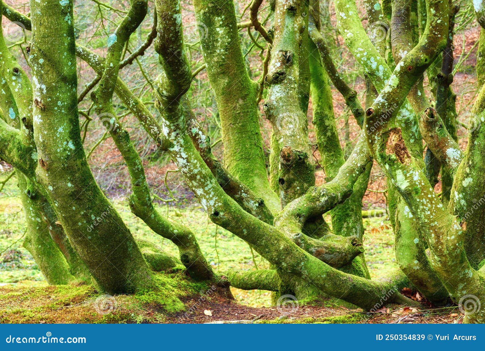 A Group of Mossy Tree Trunks Covered in Algae Growing in a Forest in ...