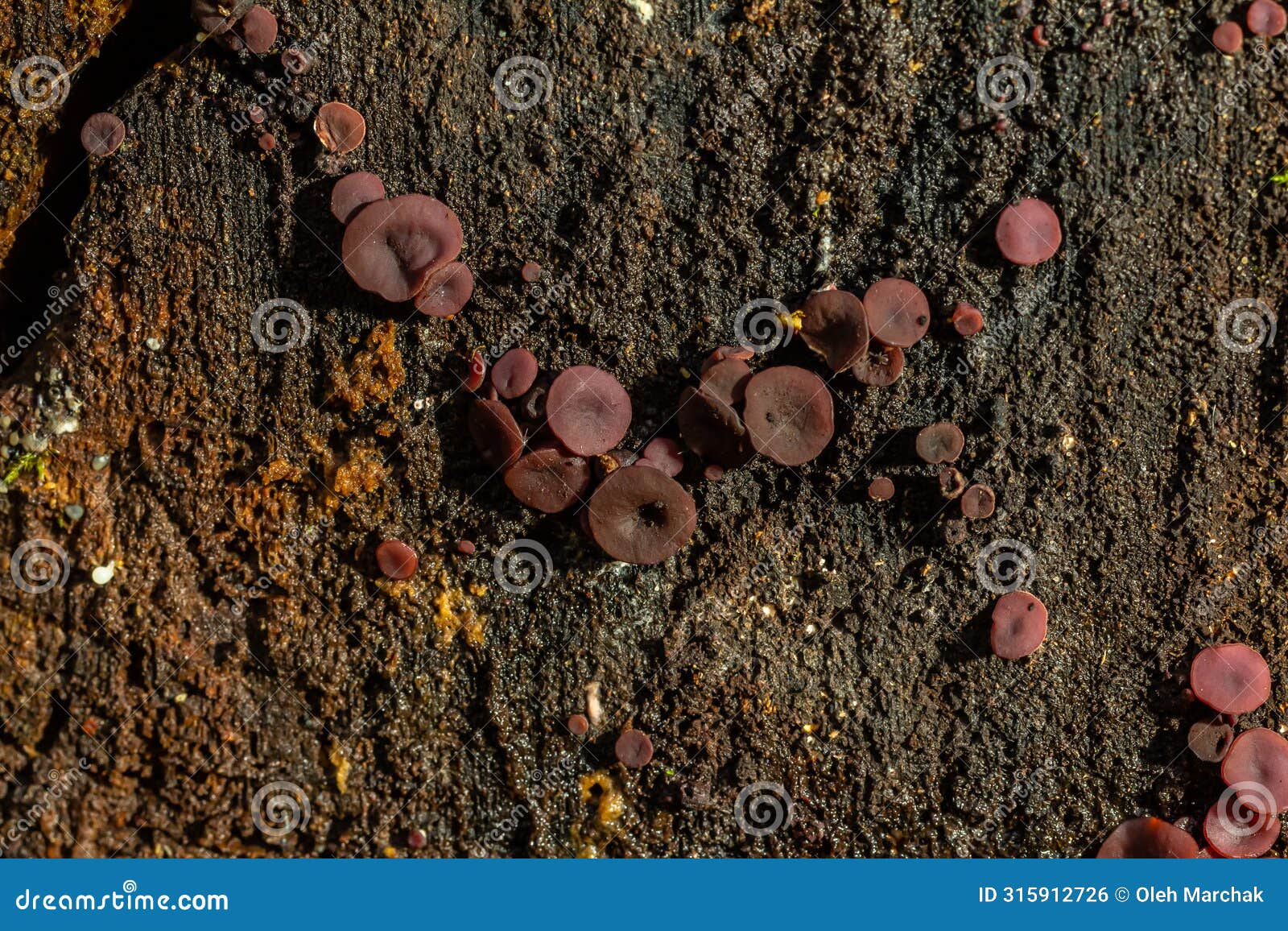 Group Much Fungus on Trunk Ascocoryne Sarcoides Stock Photo - Image of ...