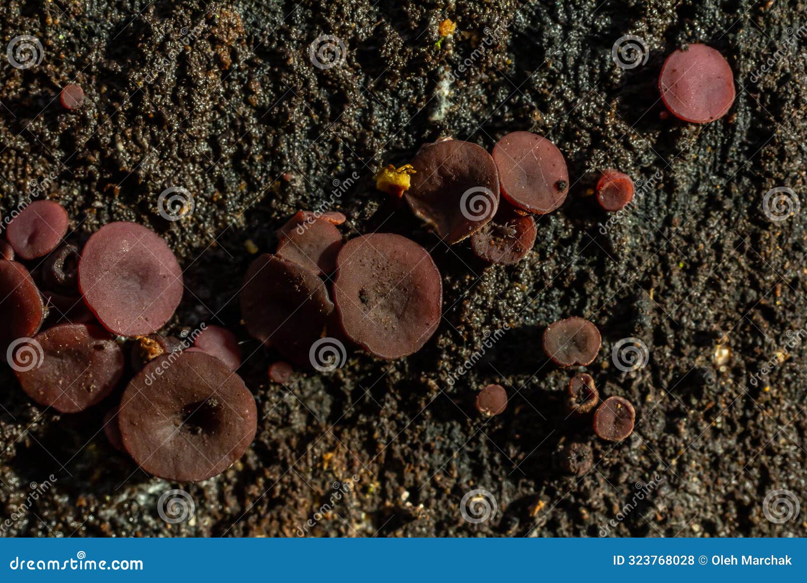 Group Much Fungus on Trunk Ascocoryne Sarcoides Stock Photo - Image of ...