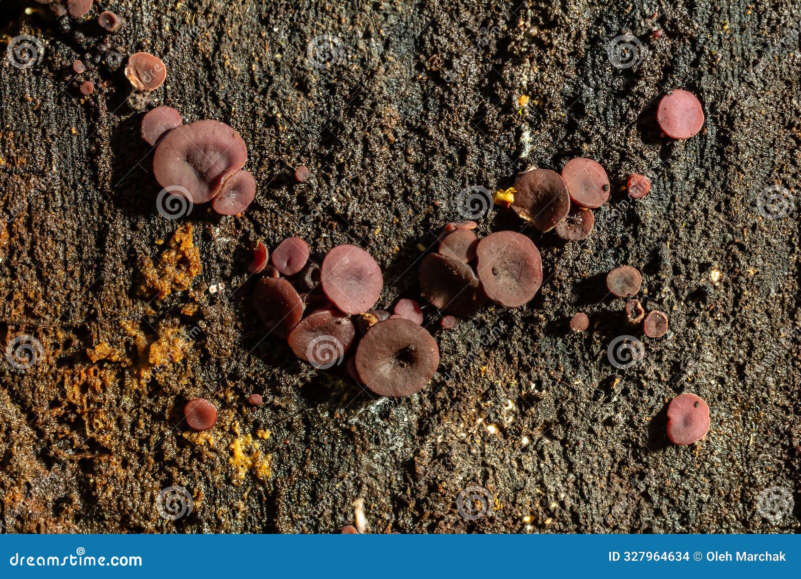 Group Much Fungus on Trunk Ascocoryne Sarcoides Stock Photo - Image of ...
