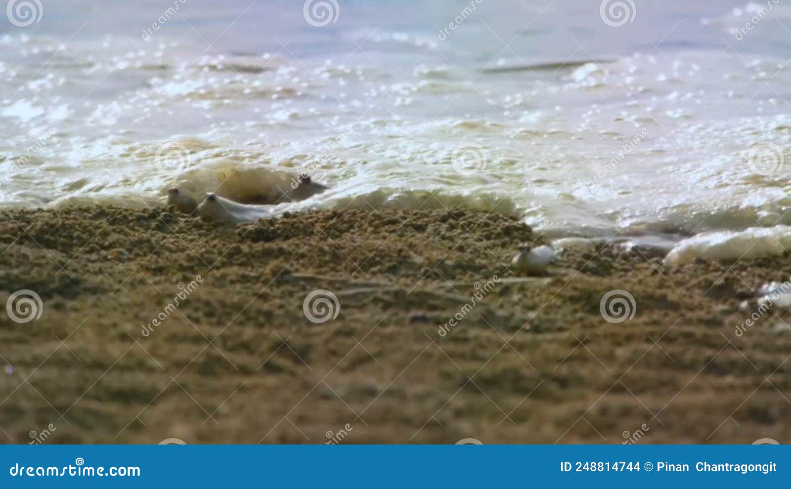 A Group of Mudskipper Fish Crawling and Jumping when the Water Level Up ...