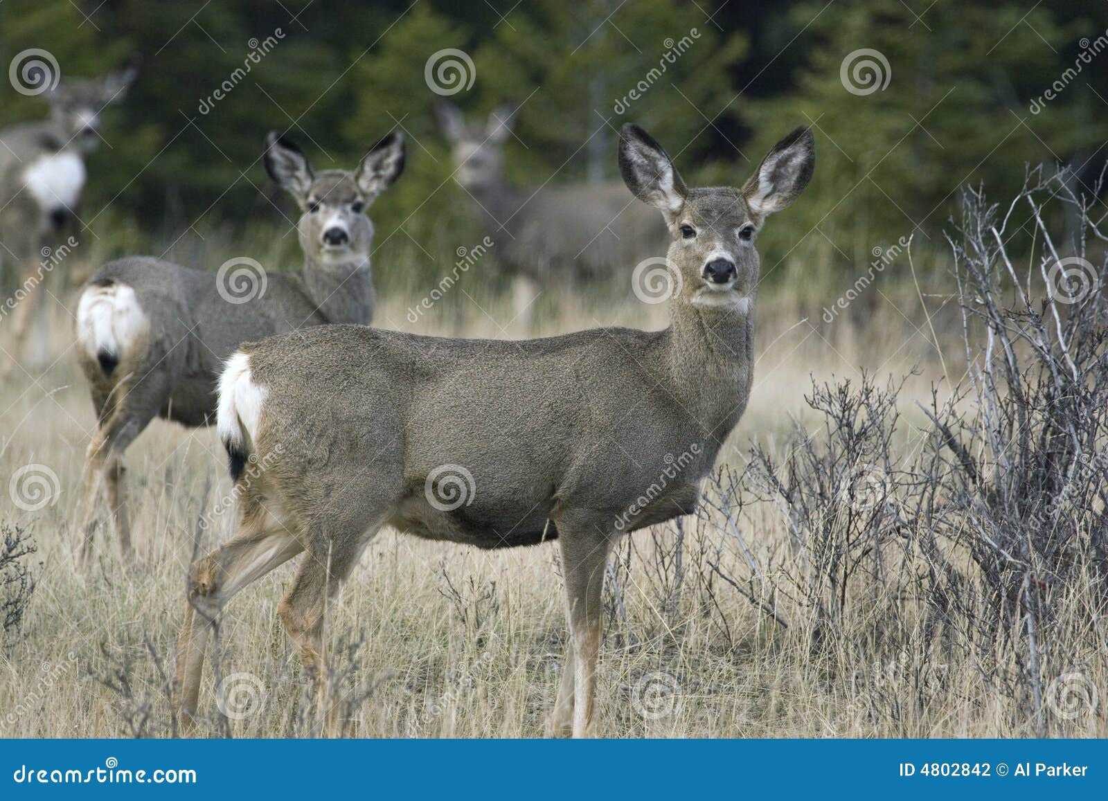 Group of Mule Deer stock photo. Image of wildlife, field - 4802842