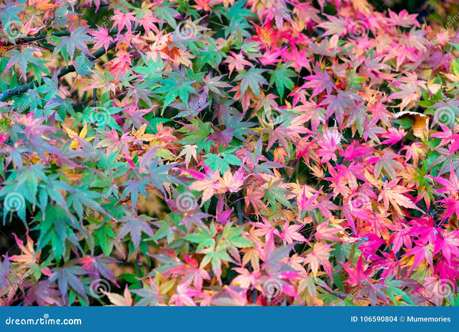 Group of Multi Color Maple Leaves Stock Photo - Image of maple, forest ...