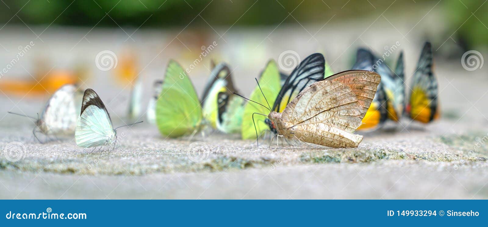 Group of Multi Colored Butterflies Stock Photo - Image of green ...