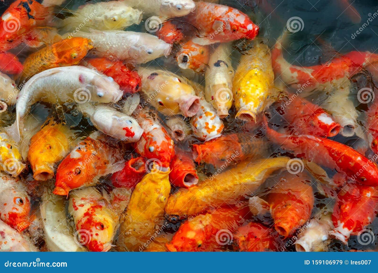 Group of Multi-colored Koi Carps Stock Image - Image of eating ...