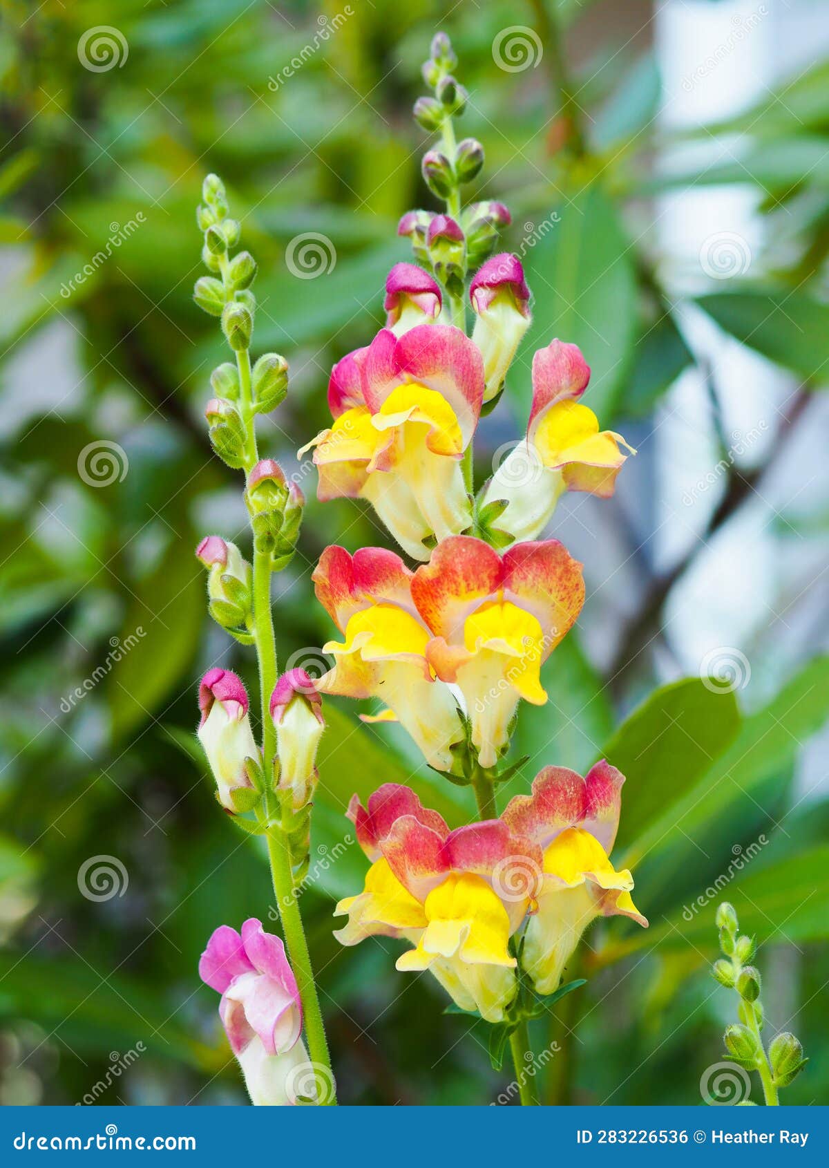 Multi-colored Snapdragons stock photo. Image of focus - 283226536