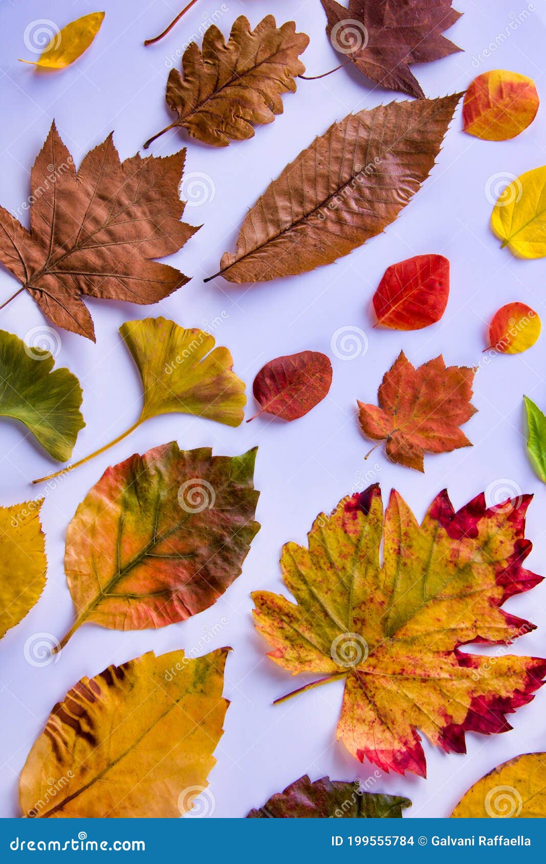 Group of Multicolored Autumn Leaves of Different Species Stock Photo ...