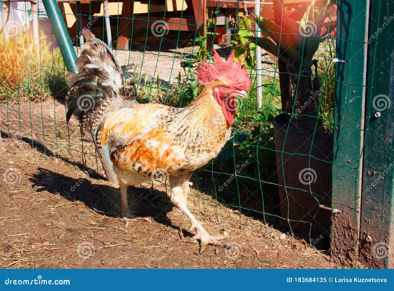 A Group of Multicolored Hens in a Chicken Stock Image - Image of coop ...