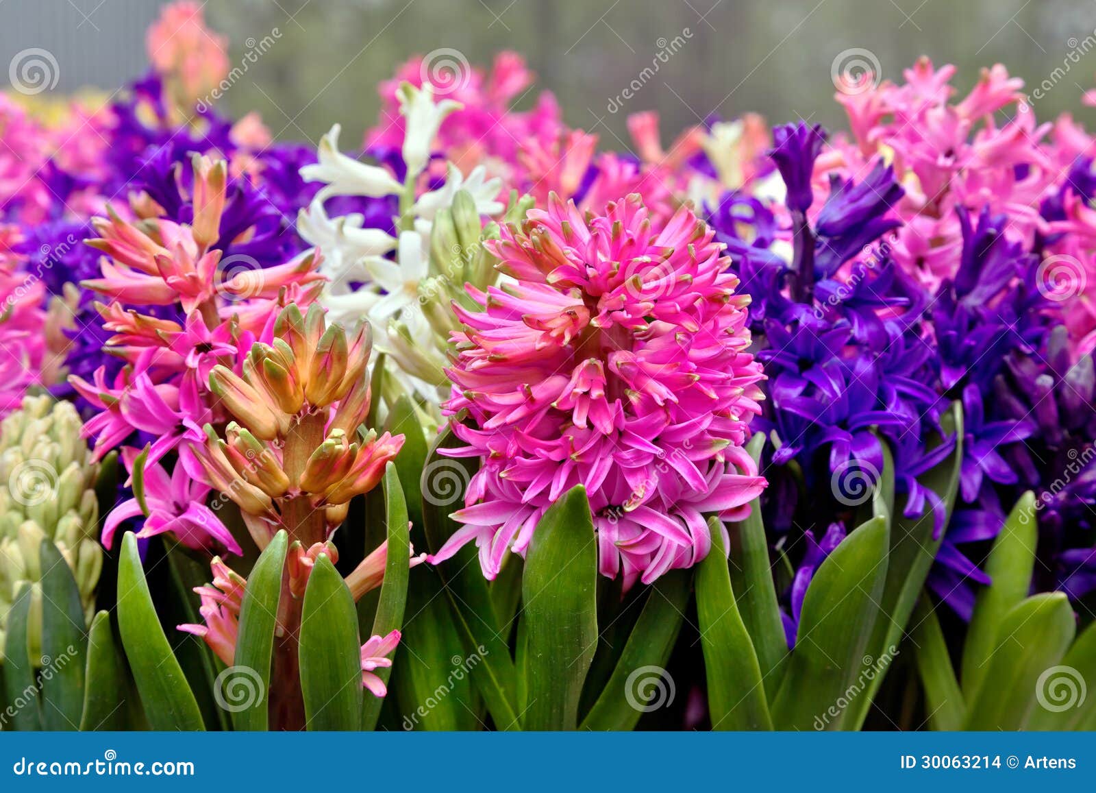 Group Multicolored Hyacinths. Stock Photo - Image of pink, rural: 30063214