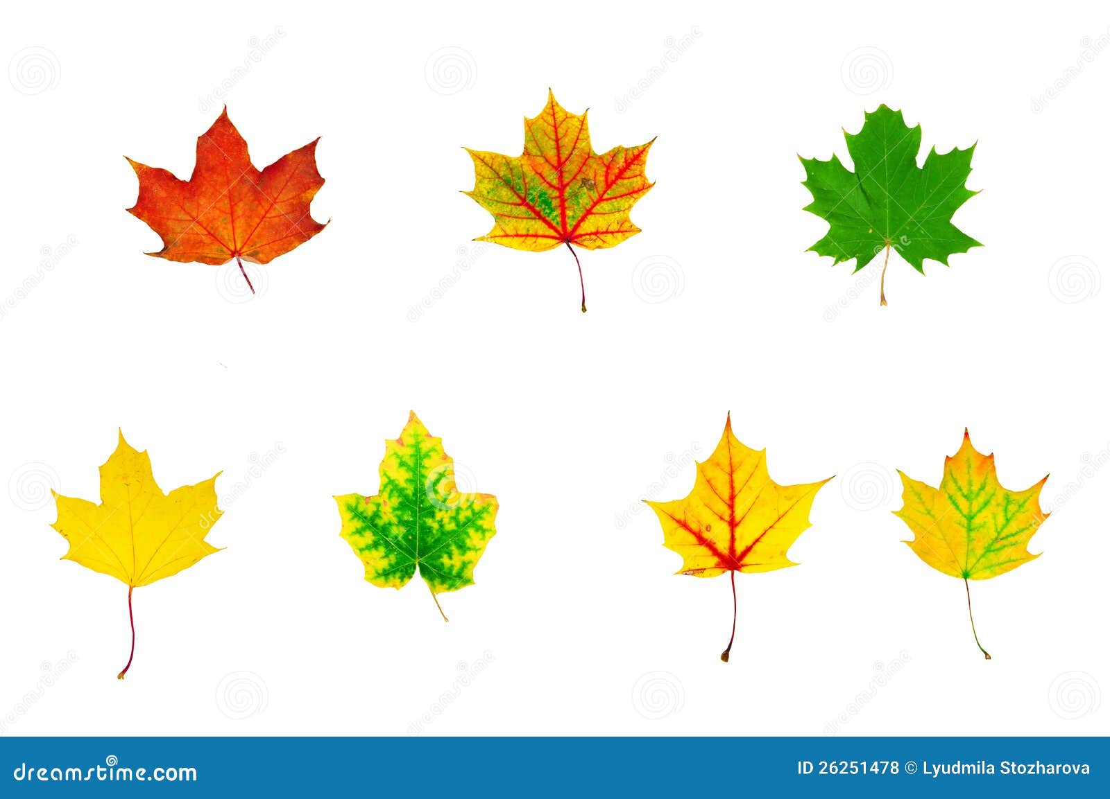 Group of Multicolored Maple Leaves Stock Photo - Image of seasonal ...