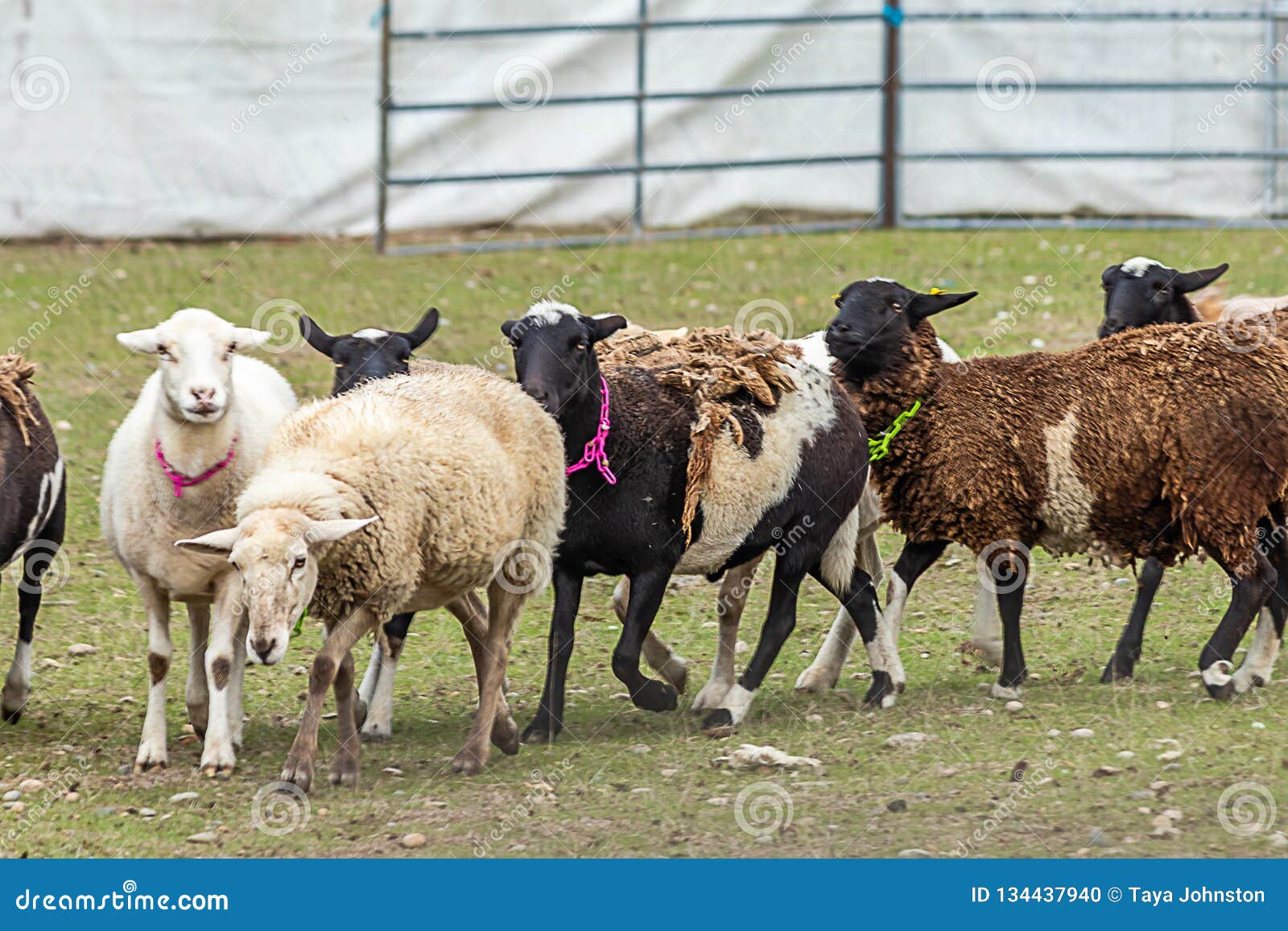 A Group of Multicolored Sheep Being Herded Stock Photo - Image of ...