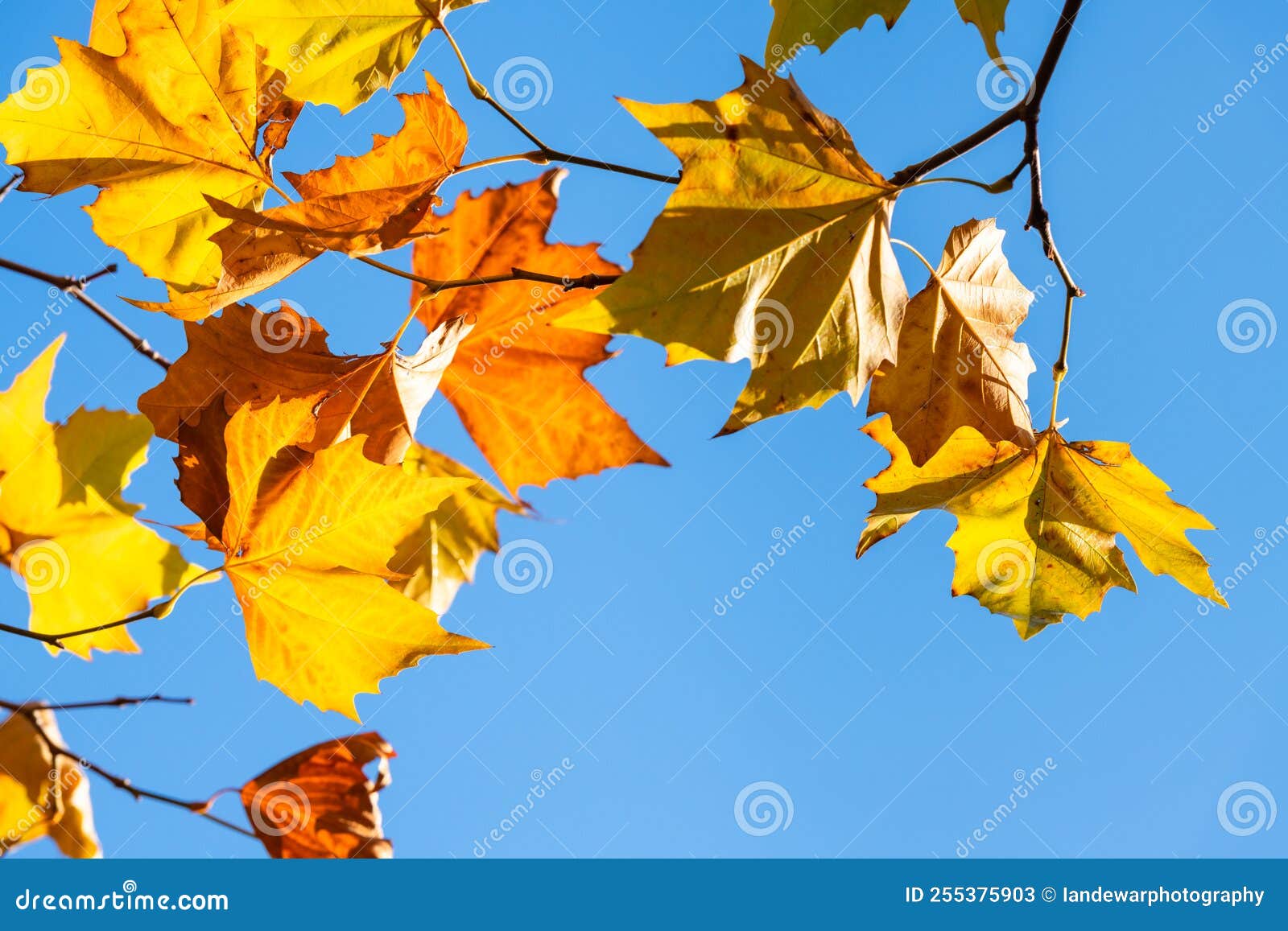 Group of Multiple Levels of Fall Leaves from Below Against Blue Sky ...