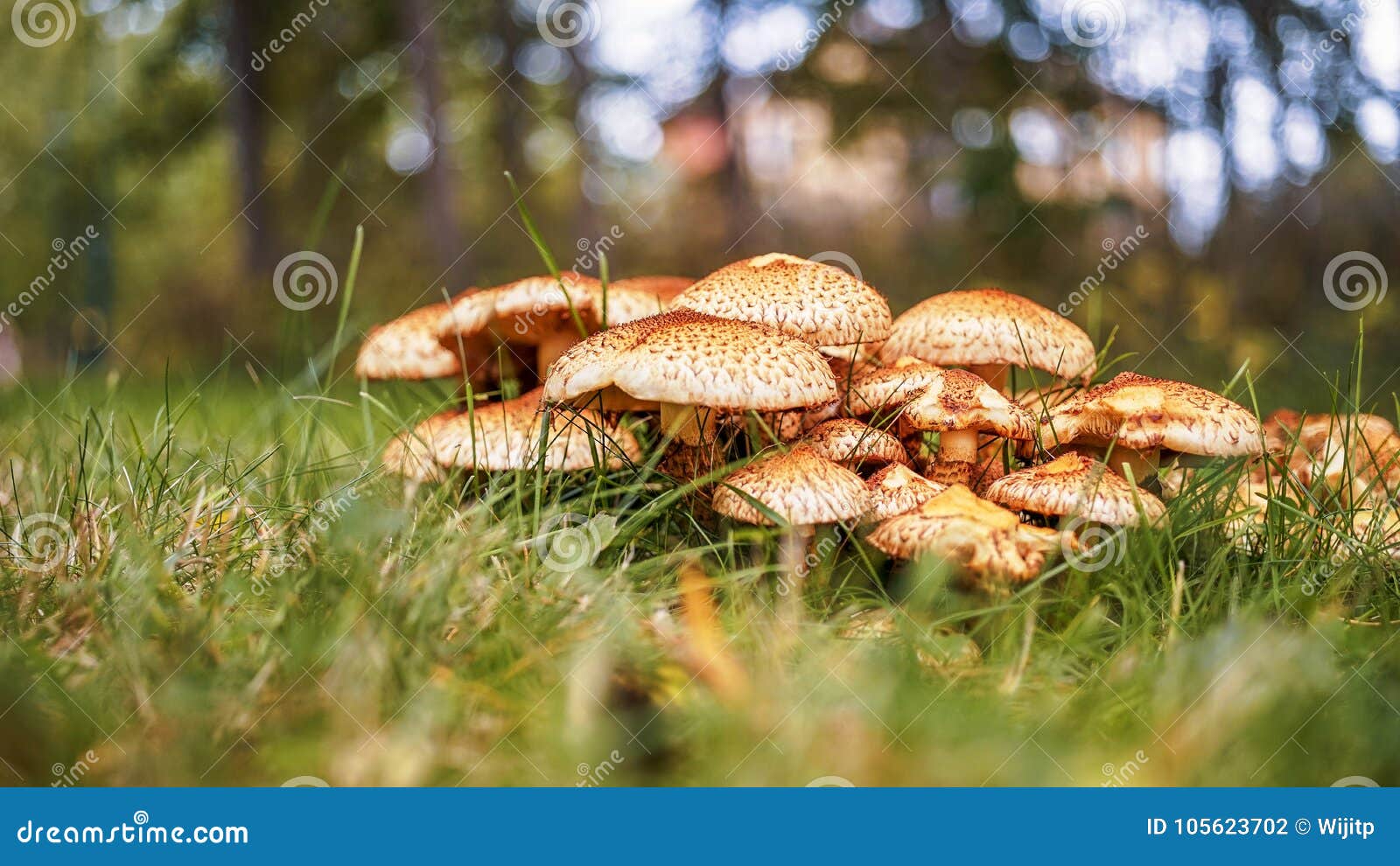 A Group of Mushroom in the Park Stock Photo - Image of color, mushroom ...