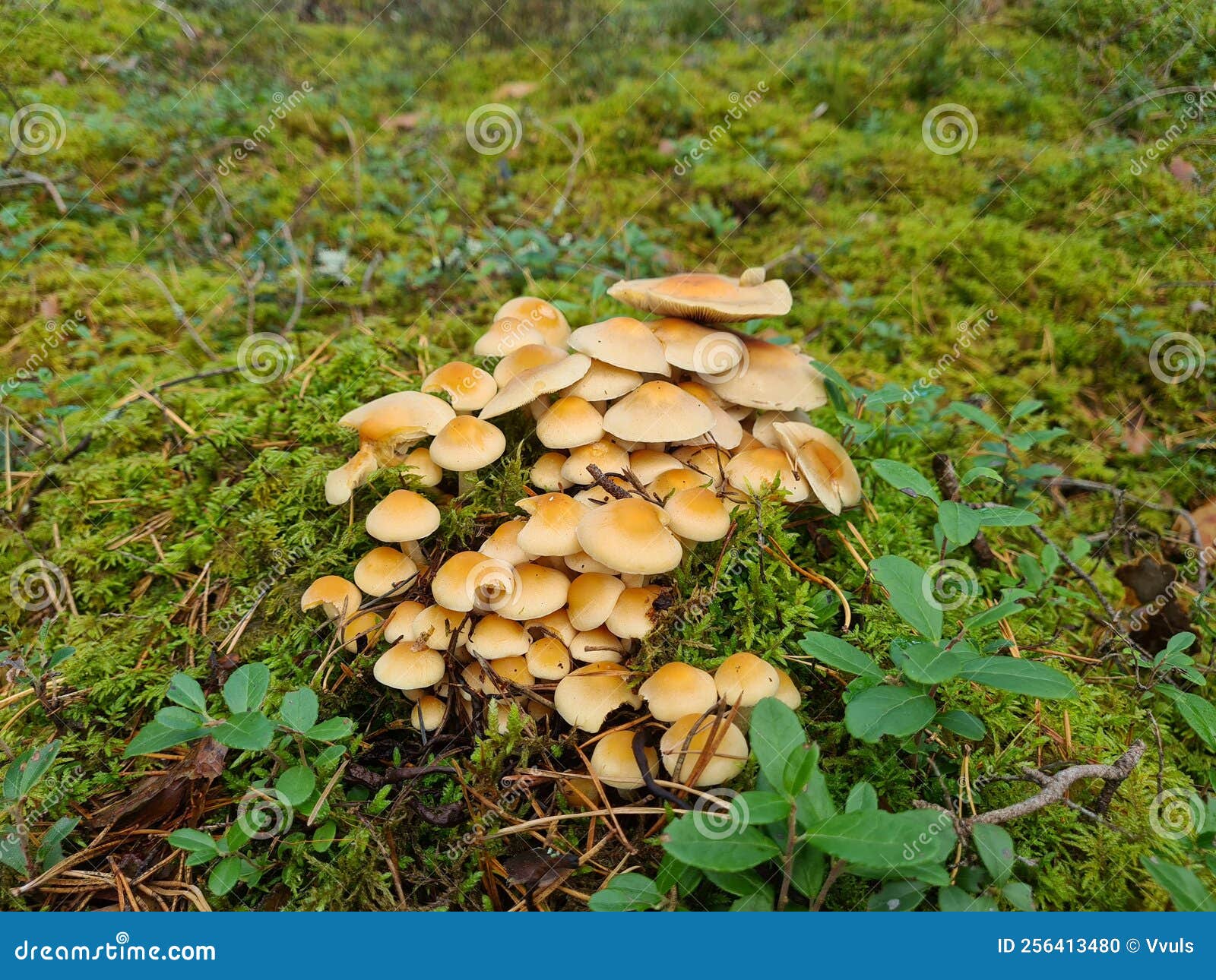 Group of Mushrooms in the Forest Stock Photo - Image of season, plant ...
