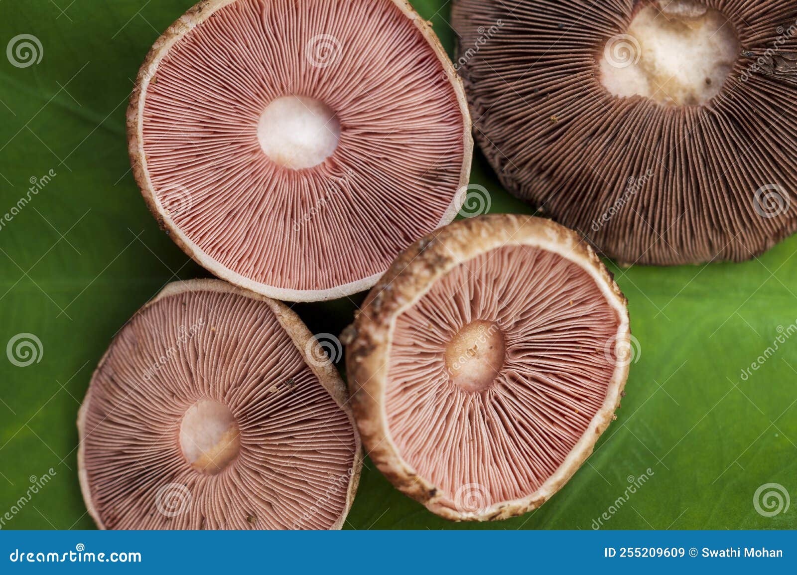 Group of Mushrooms Forming a Beautiful Texture Pattern Background Stock ...