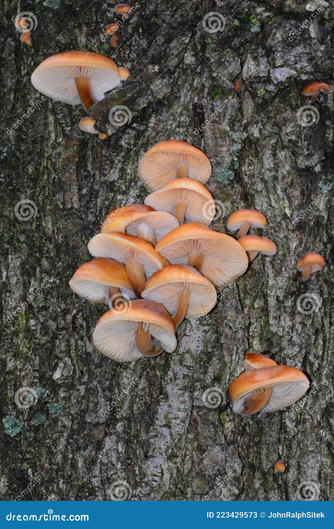 Mushrooms on a Tree stock image. Image of mushrooms - 223429573