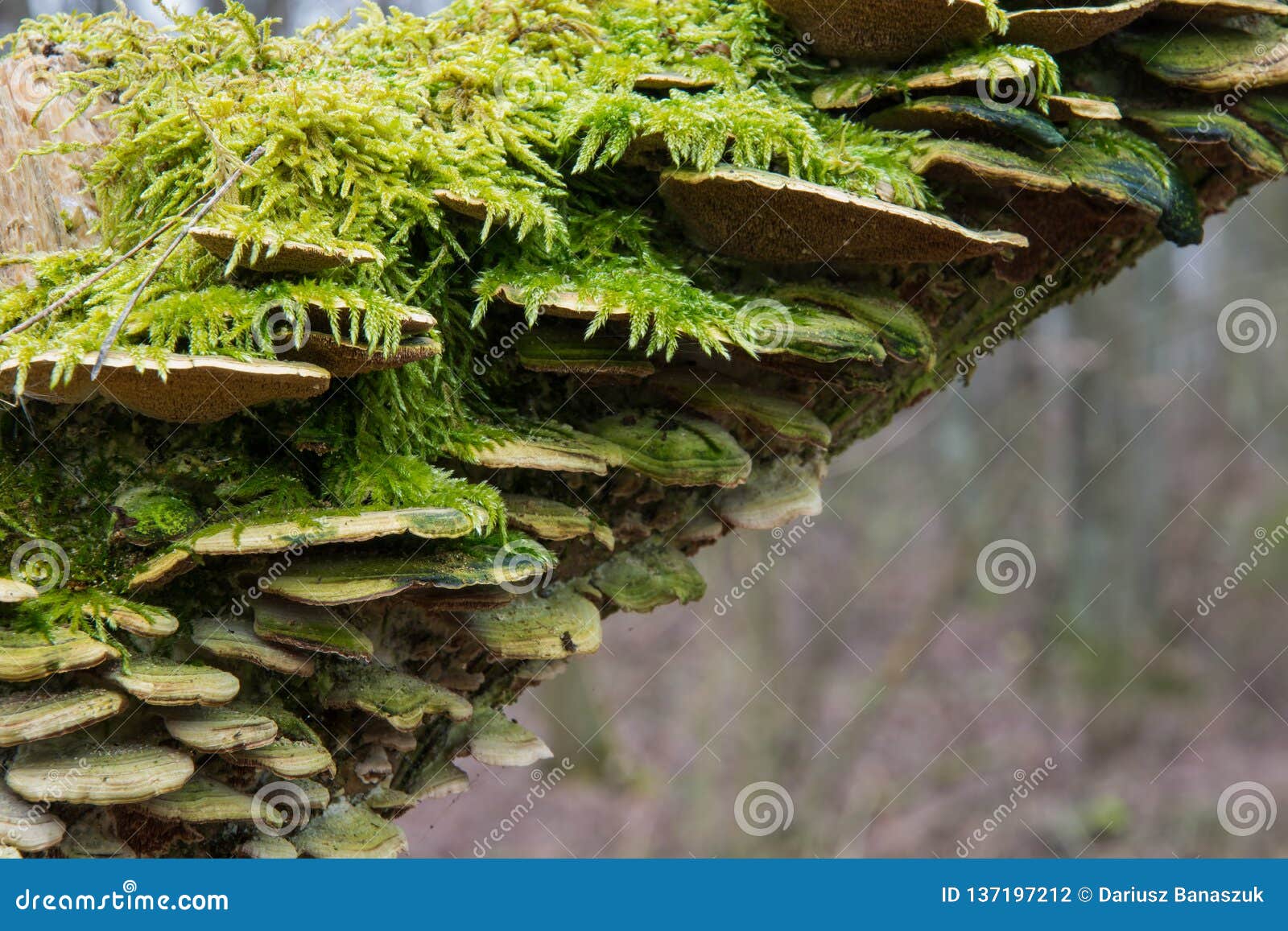 Moss Growing Tree Trunk Stock Images - Download 4,242 Royalty Free Photos