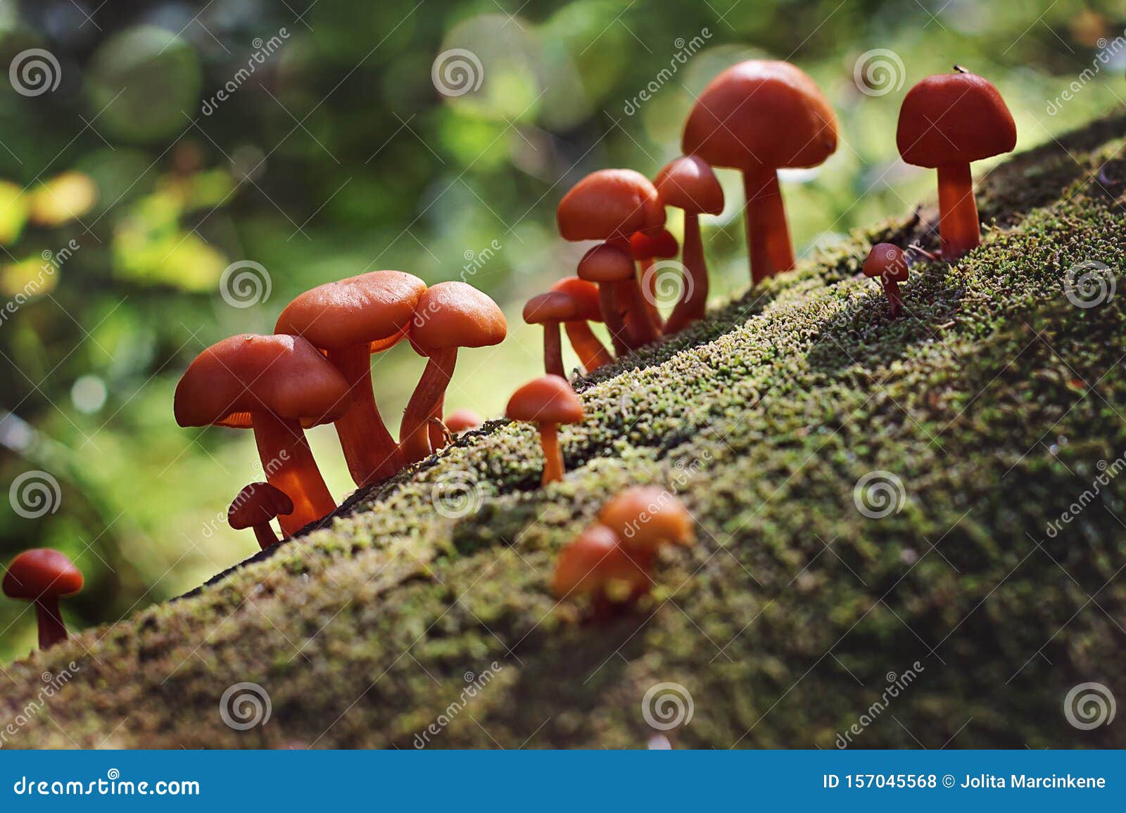 Group of Mushrooms in the Moss on a Log Stock Photo - Image of poison ...