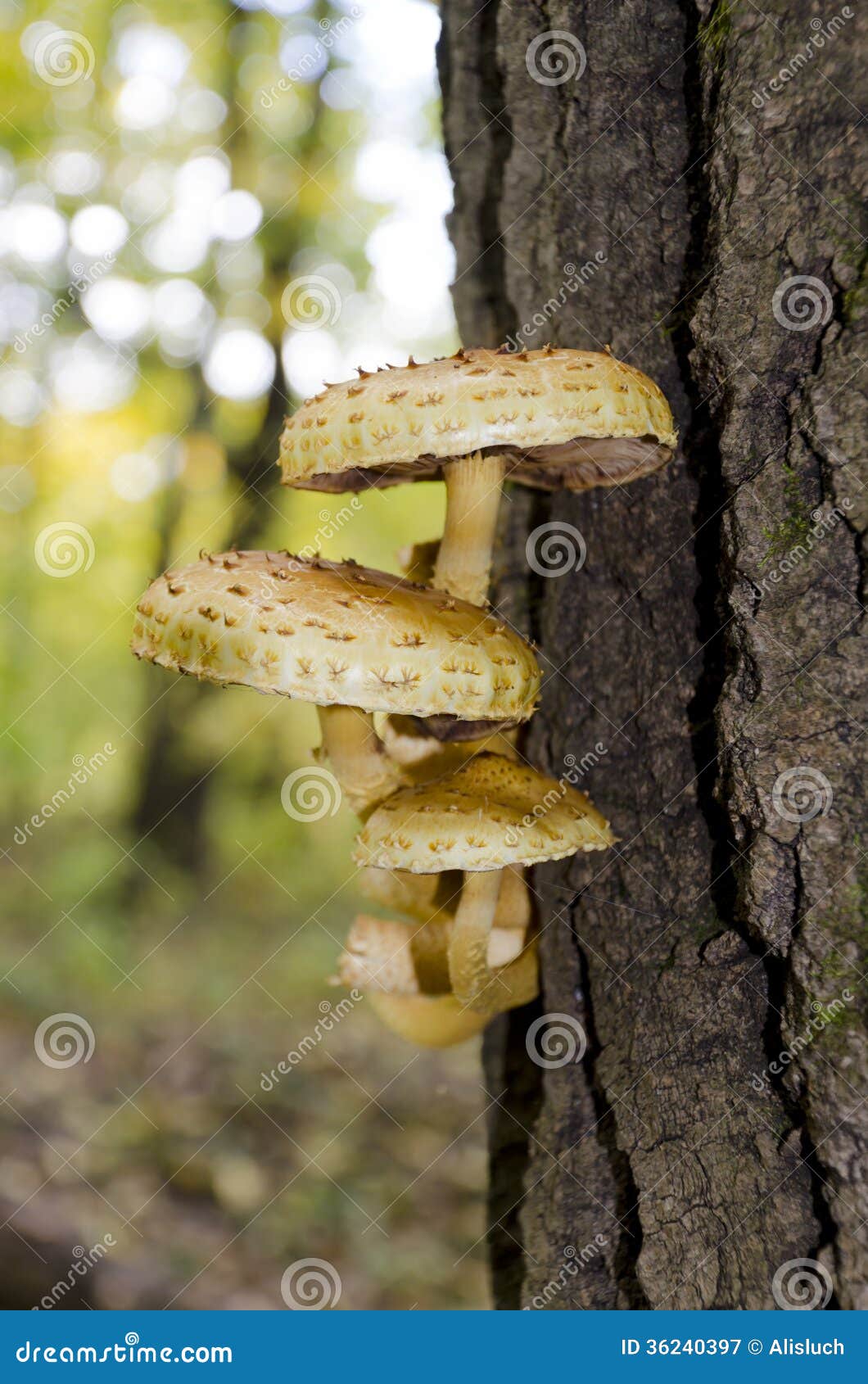 A Group of Mushrooms on a Tree Trunk Stock Image - Image of closeup ...