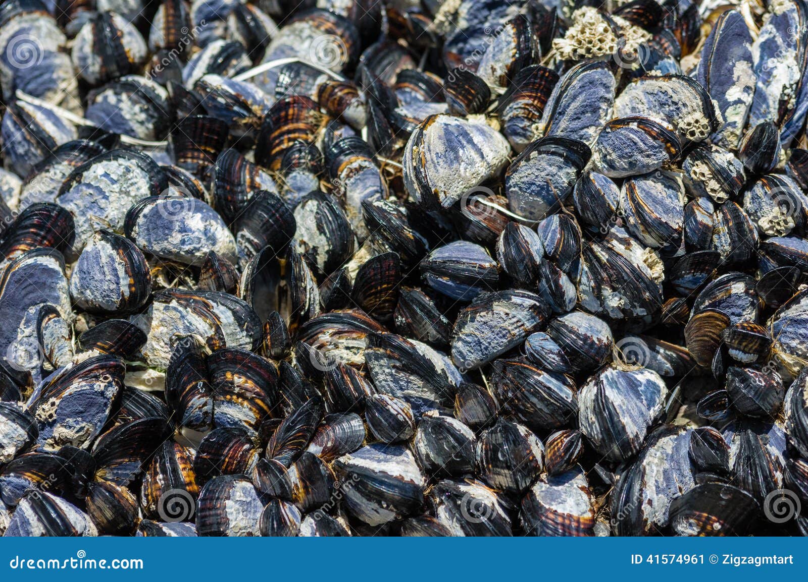 Group of Mussels Clinging To Rocks Stock Image - Image of mollusca ...