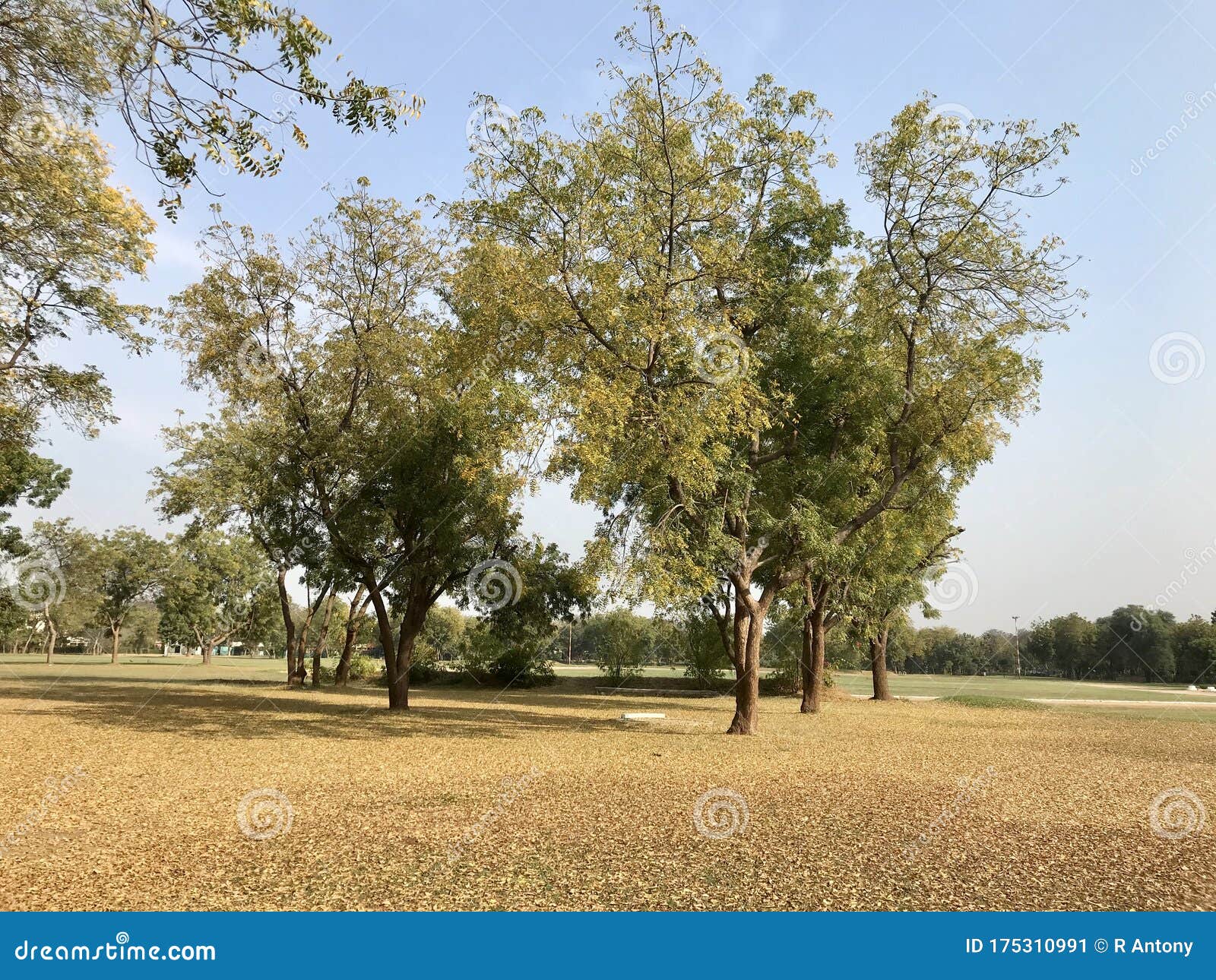 A Group of Neem Trees in a Garden Stock Image - Image of garden, group ...