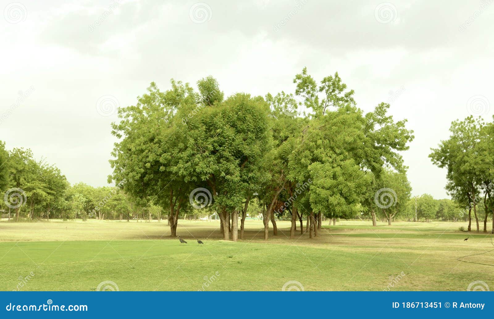 A Group of Neem Trees; Azadirachta Indica and White Background Stock ...