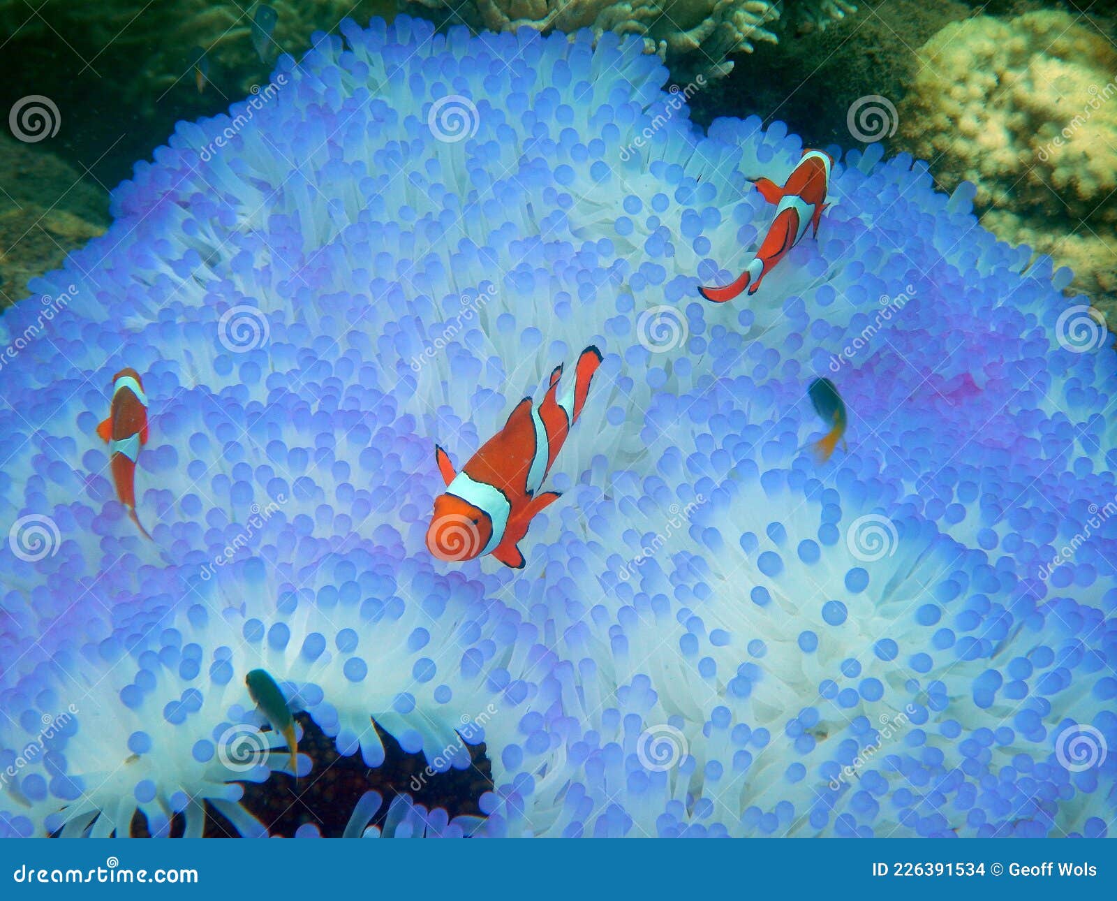 A Group of Nemo Fish in the Water on Fitzroy Island in Far North ...