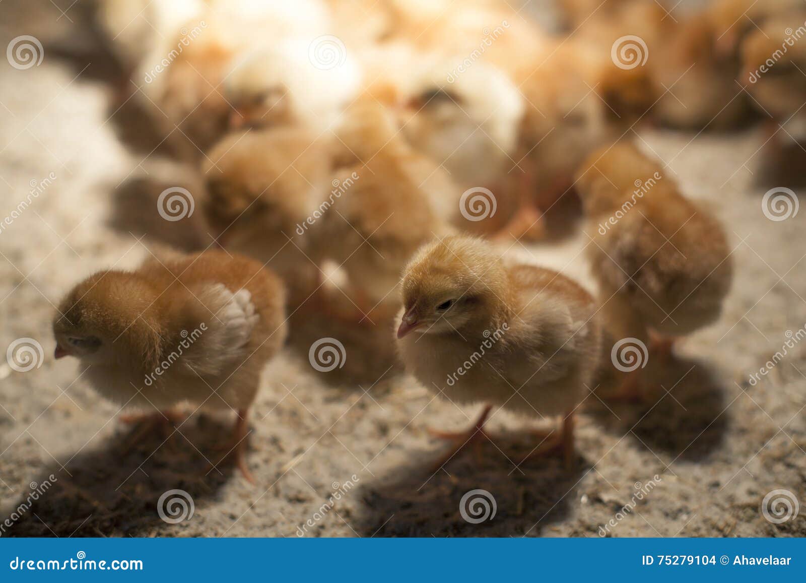 Group of new born chicks stock photo. Image of domestic - 75279104