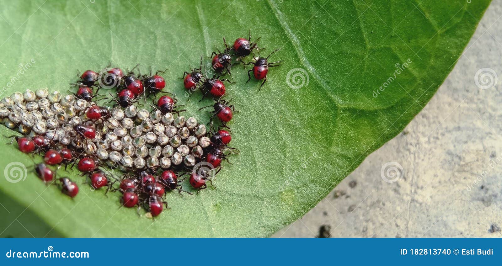 Ladybug eggs hatch stock photo. Image of color, clear - 182813740