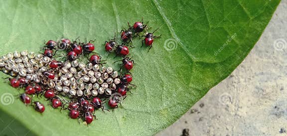 Ladybug eggs hatch stock photo. Image of color, clear - 182813740