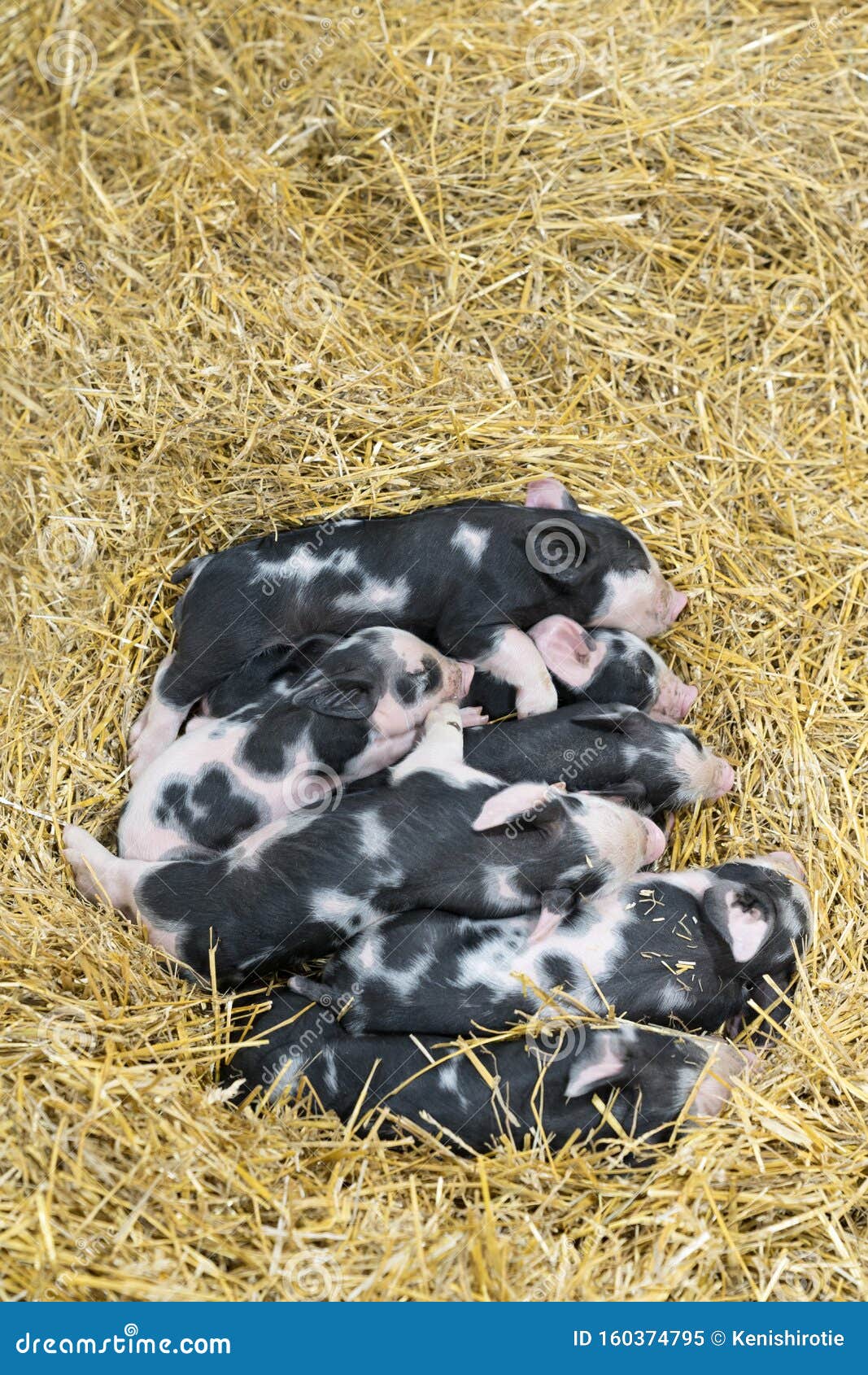Group of Newborn Piglets in the Farm Stock Image - Image of farming ...