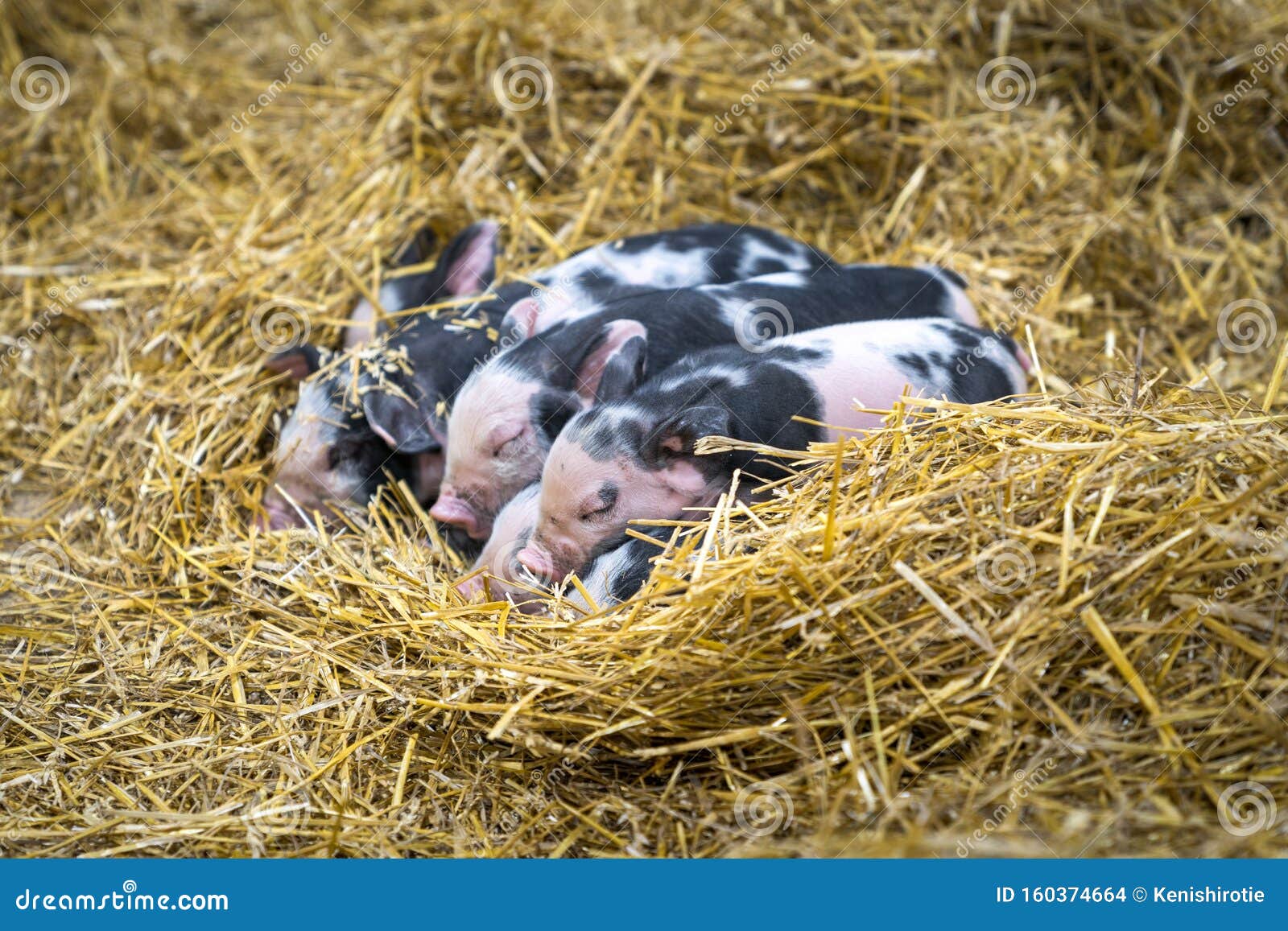 Group of Newborn Piglets in the Farm Stock Photo - Image of mammal ...