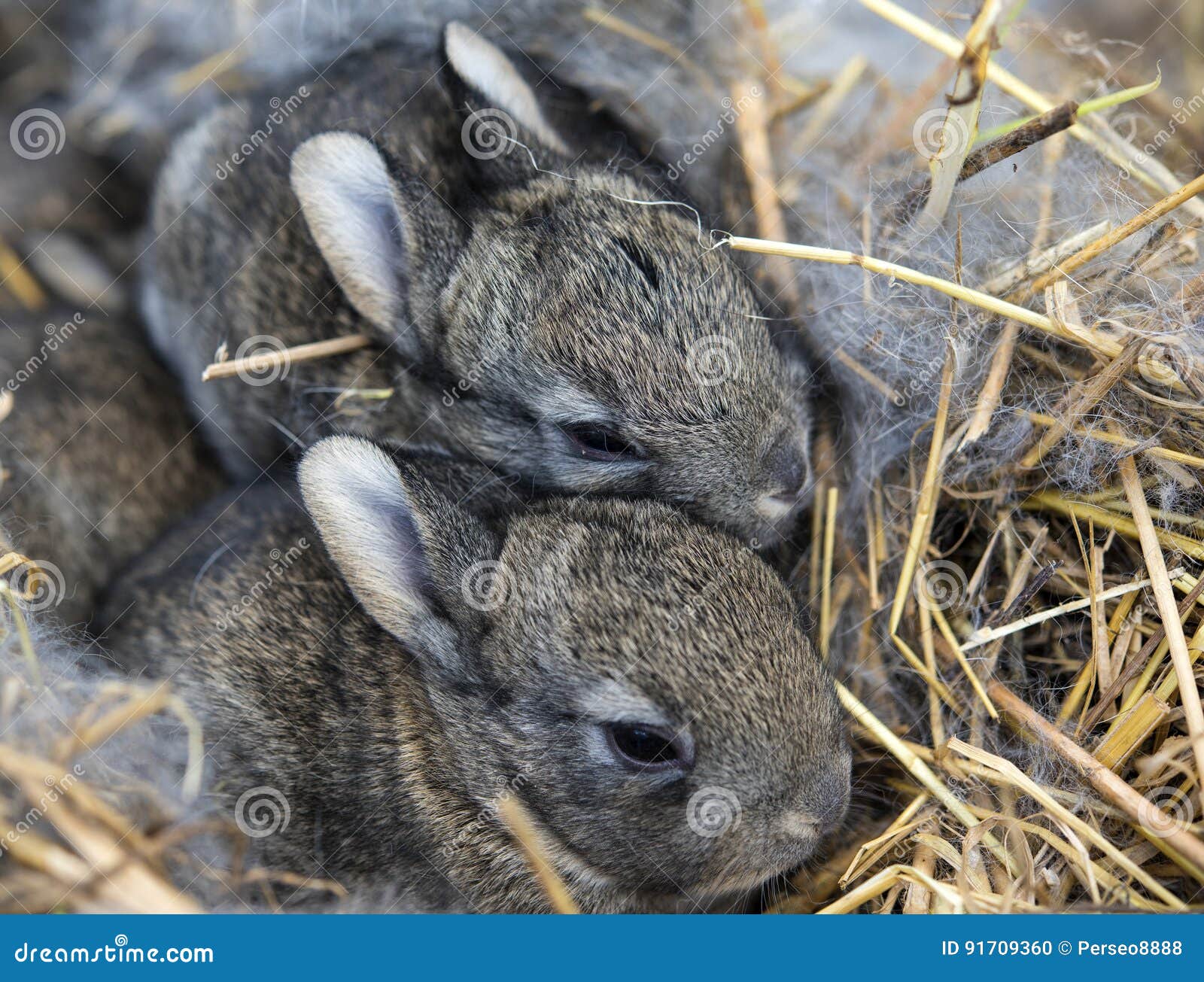 A Group of Newborn Rabbits on a Farm Stock Photo - Image of nature ...