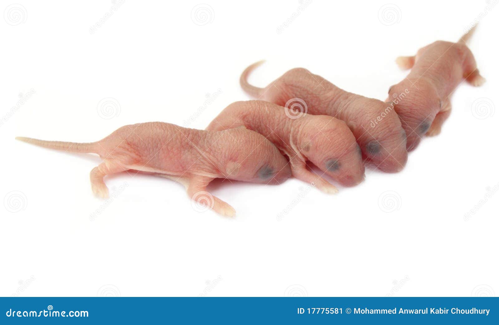 Group of newly born rats stock image. Image of child - 17775581