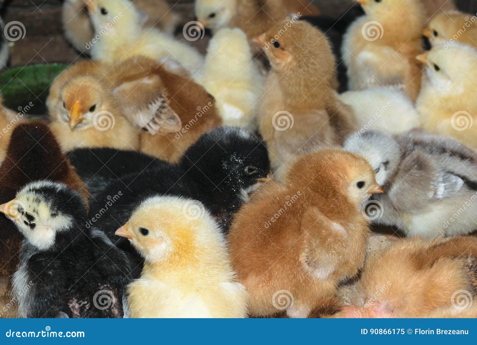 Group of Newly Hatched Domestic Chicks Stock Image - Image of cute ...