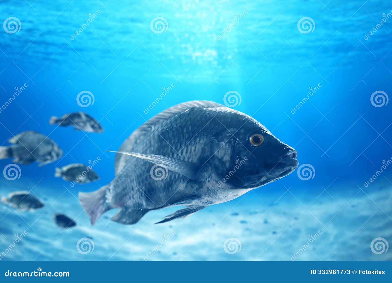 Group of Nile Tilapia Fish Swim in the Ocean Stock Image - Image of ...