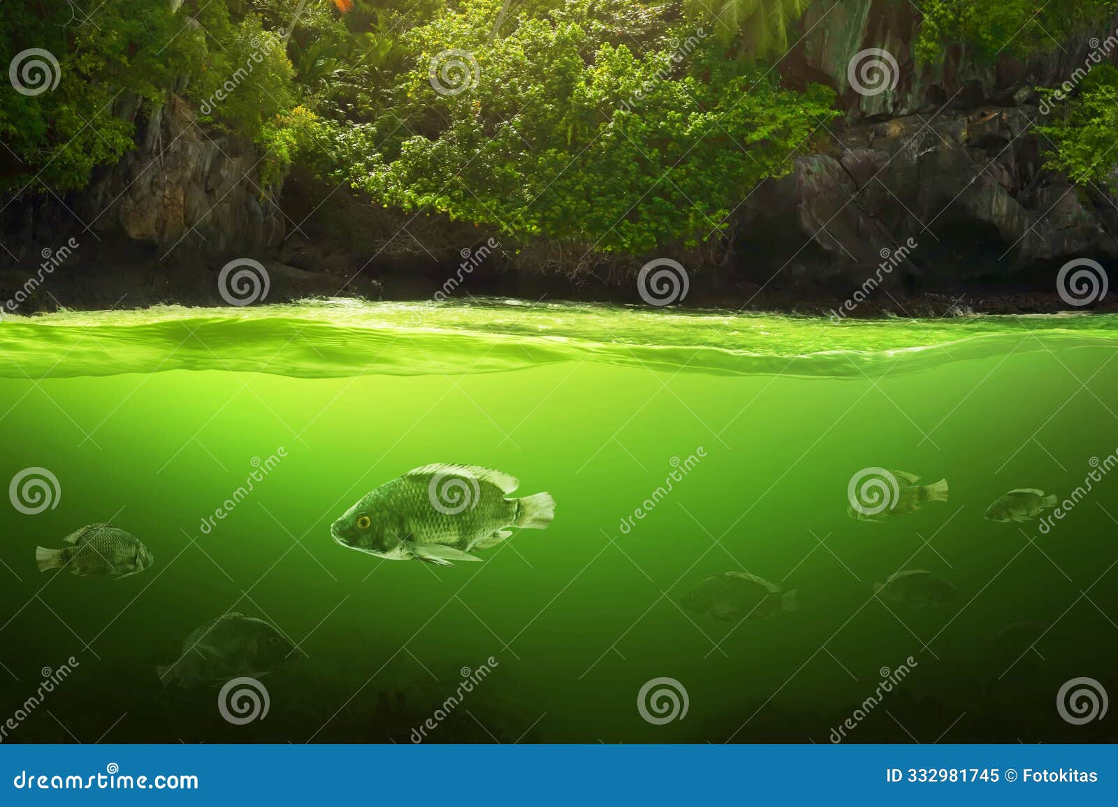 Group of Nile Tilapia Fish Swim in the River Stock Image - Image of ...