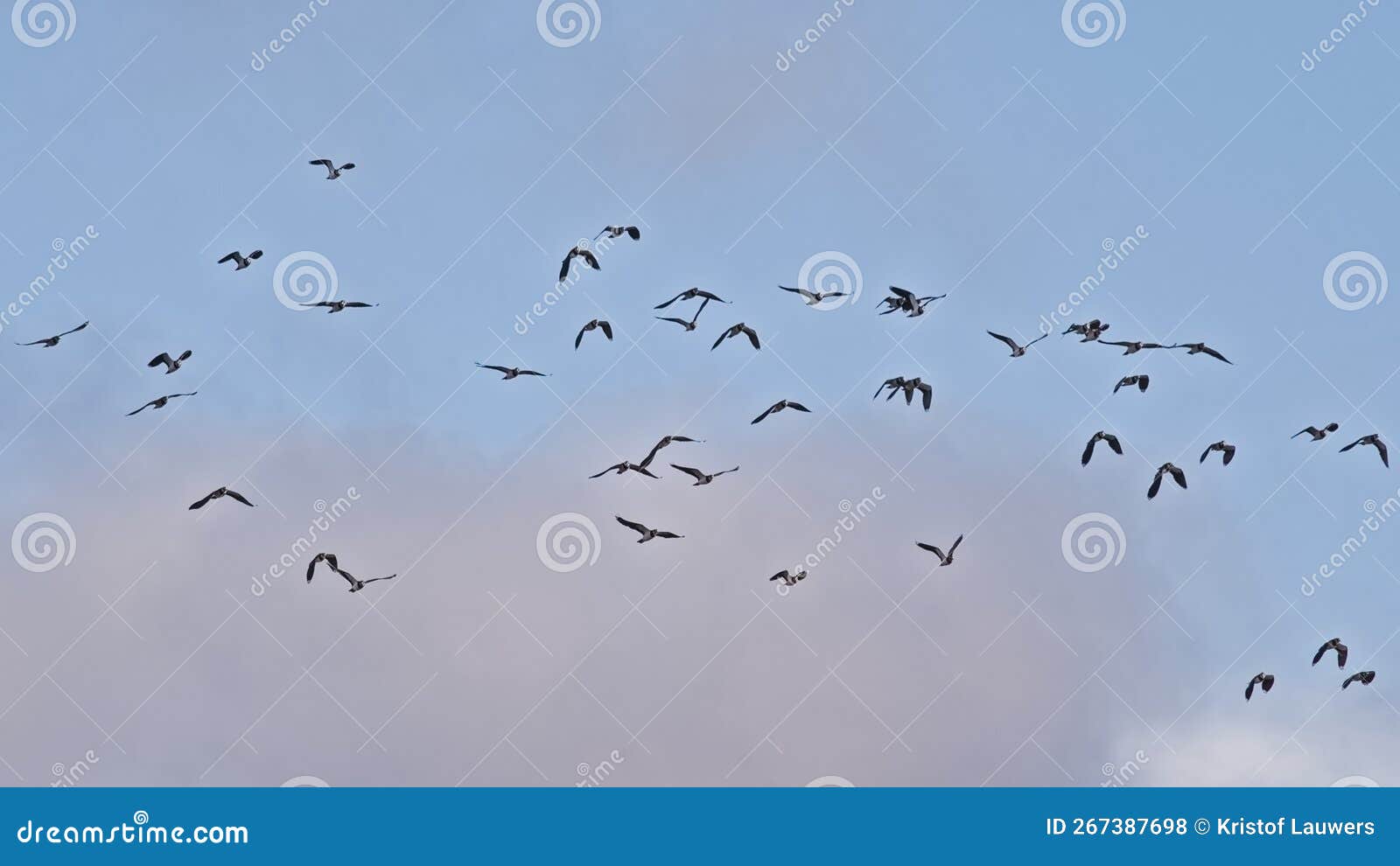 Group of Northern Lapwings Flying Stock Photo - Image of : 267387698