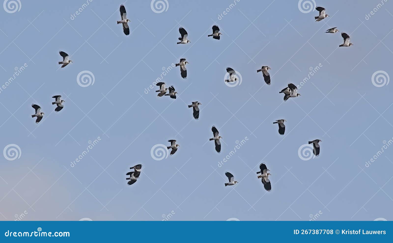 Group of Northern Lapwings Flying Stock Photo - Image of tuit, lapwing ...