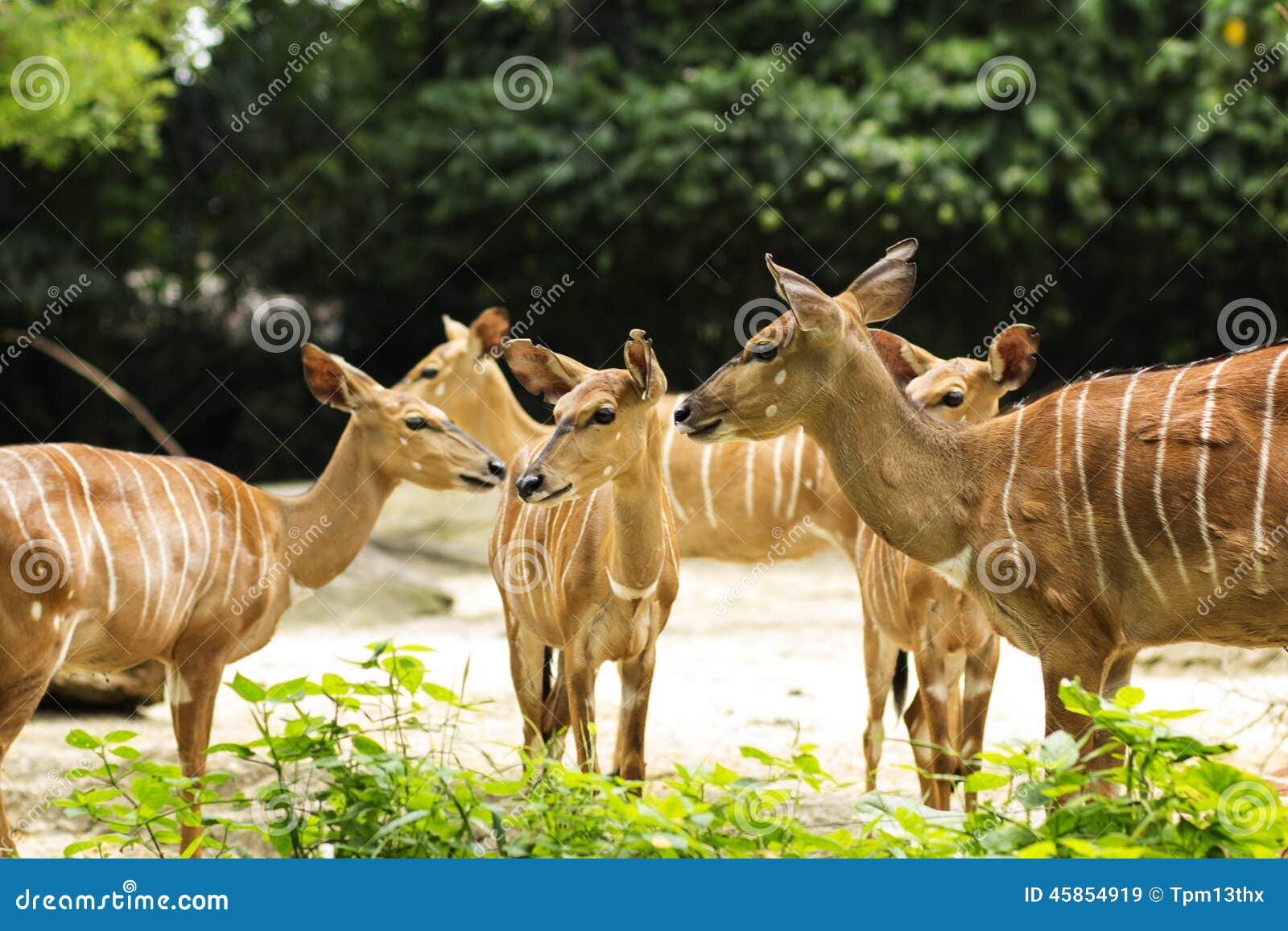 Group of Nyala Antelope stock image. Image of herbivore - 45854919