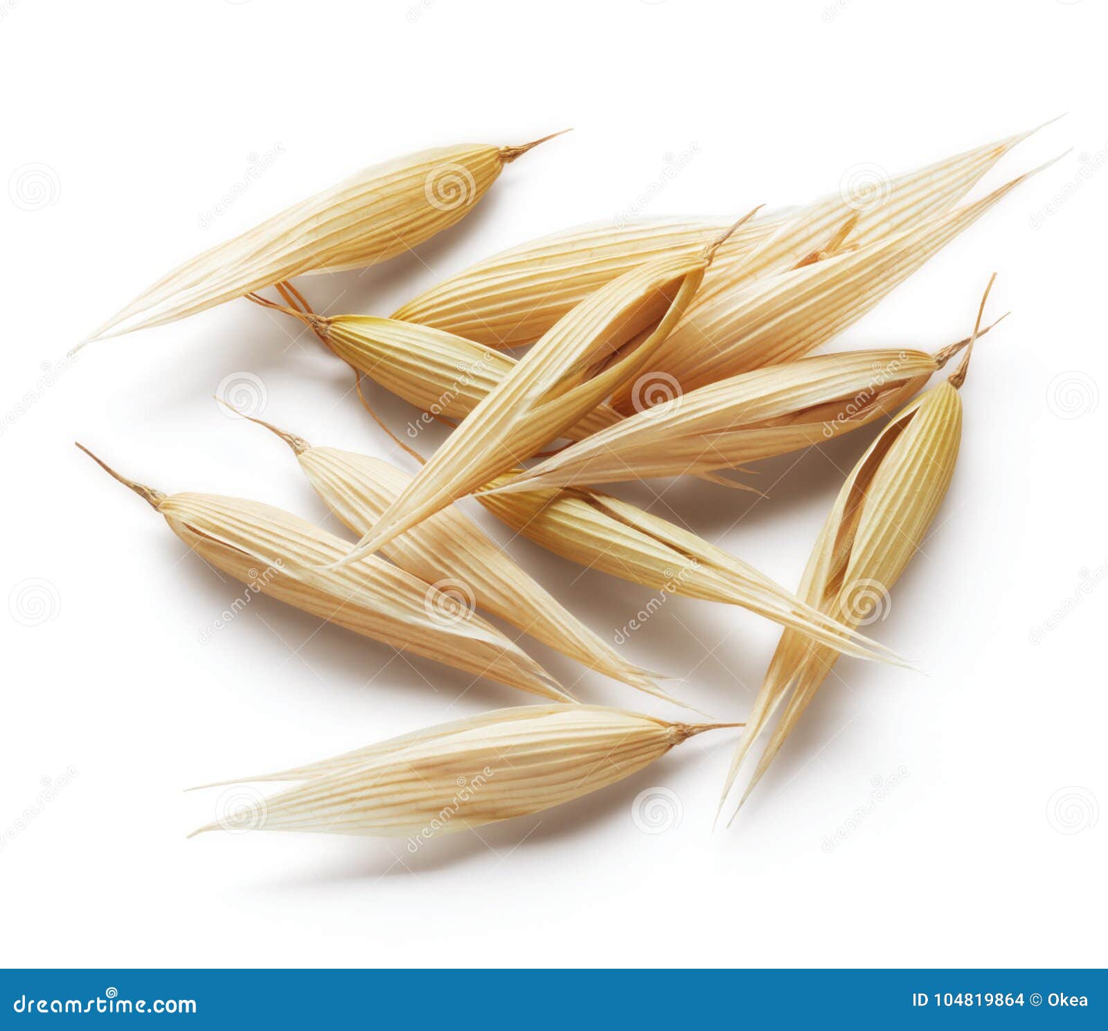 Oat crop stock photo. Image of grain, avena, ingredient - 104819864