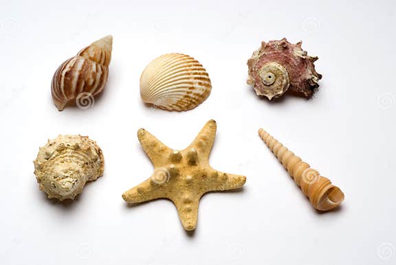 Group of ocean objects stock photo. Image of backgrounds - 2609424