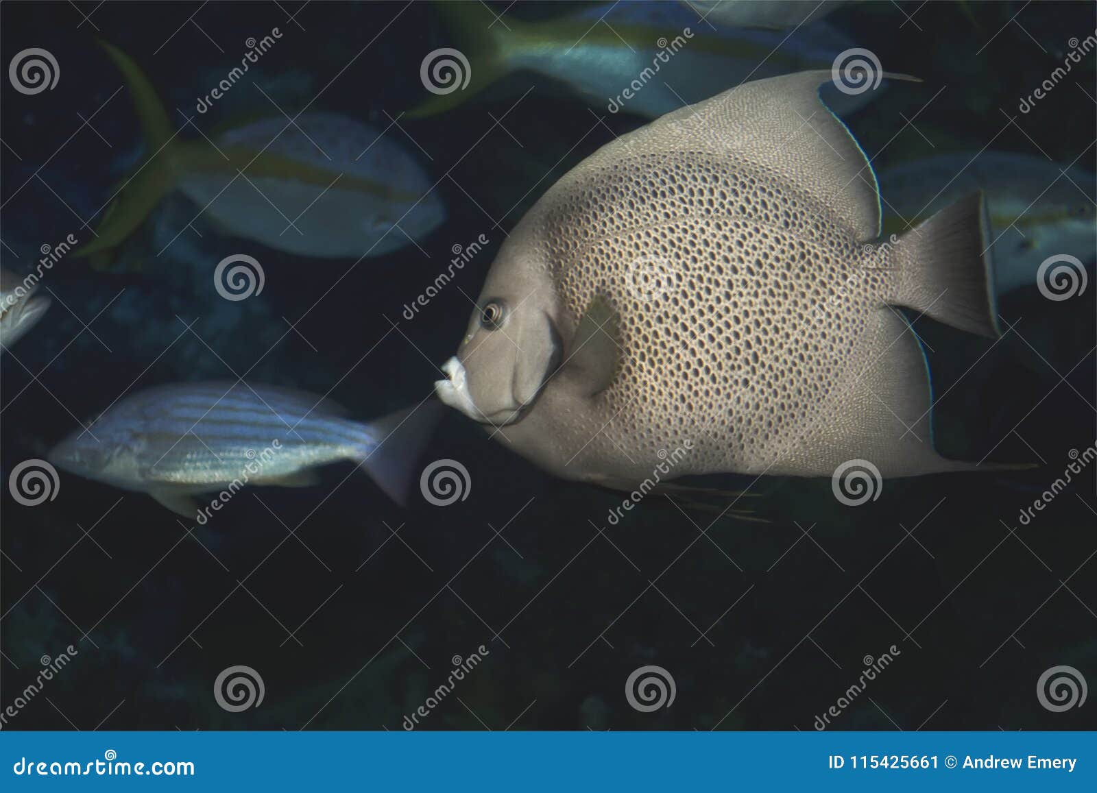 A Group of Oceanic Fish in an Aquarium Stock Image - Image of single ...