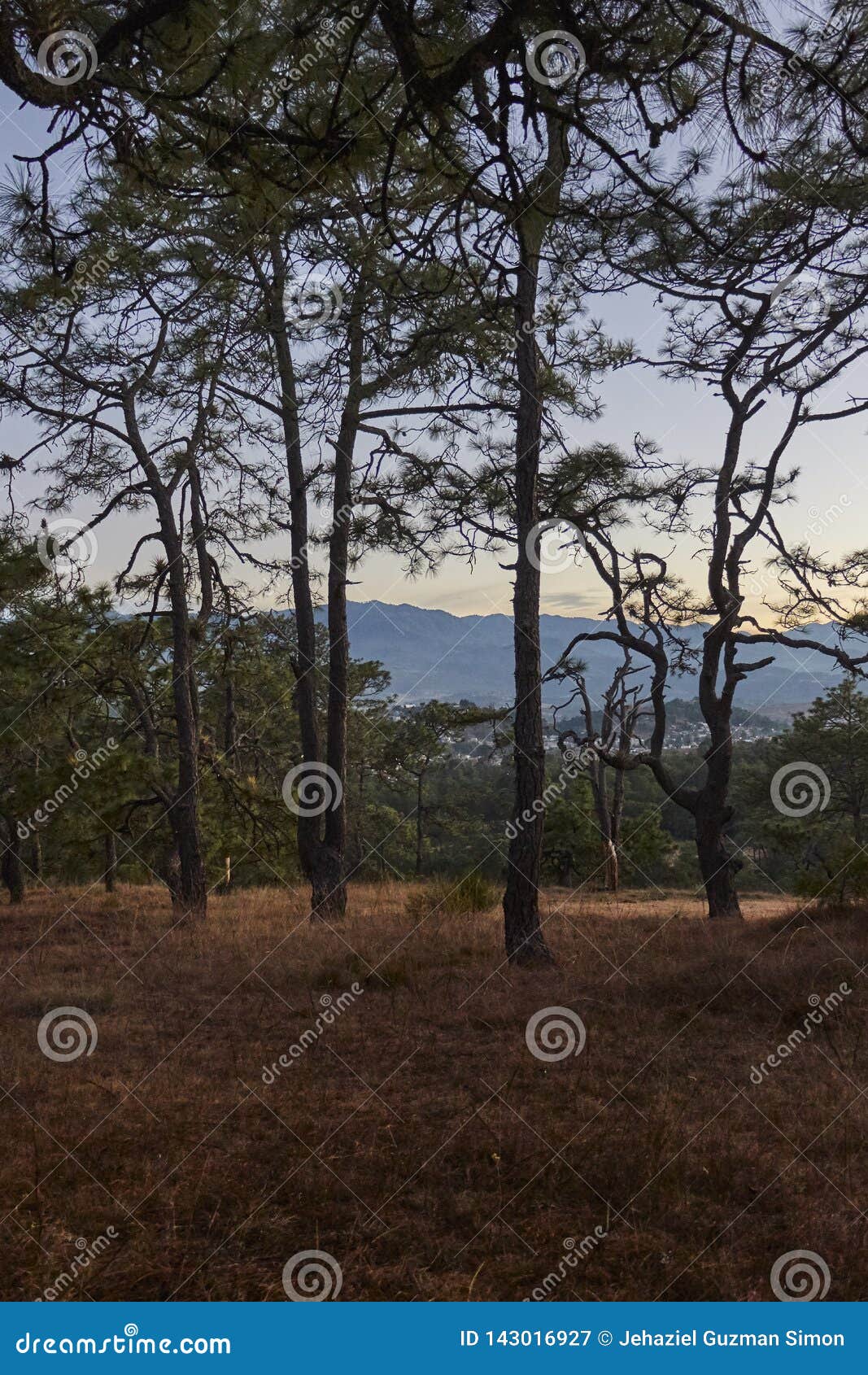 Group of Ocotes in the Forest Stock Image - Image of clouds, meadow ...