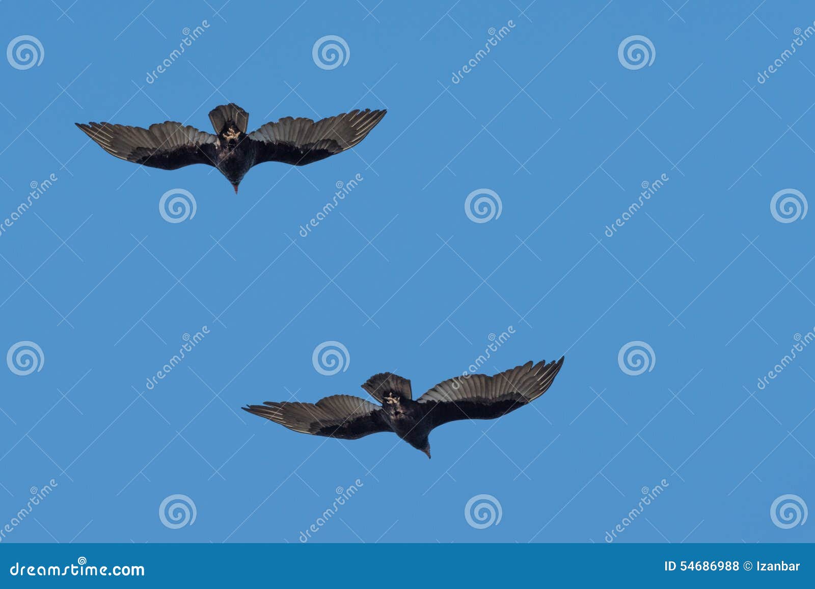Group Od Buzzard Vultures Flying in the Deep Blue Sky Stock Photo ...