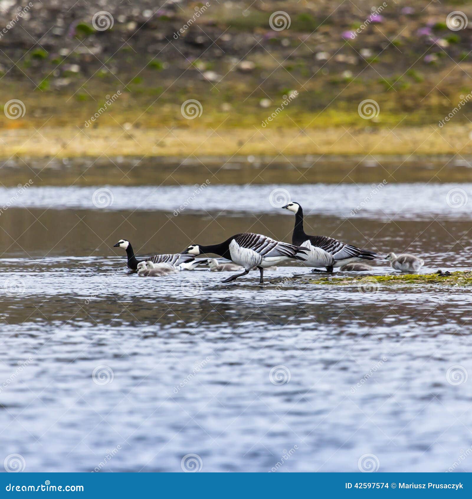 Group off Barnacle goose stock photo. Image of moisture - 42597574
