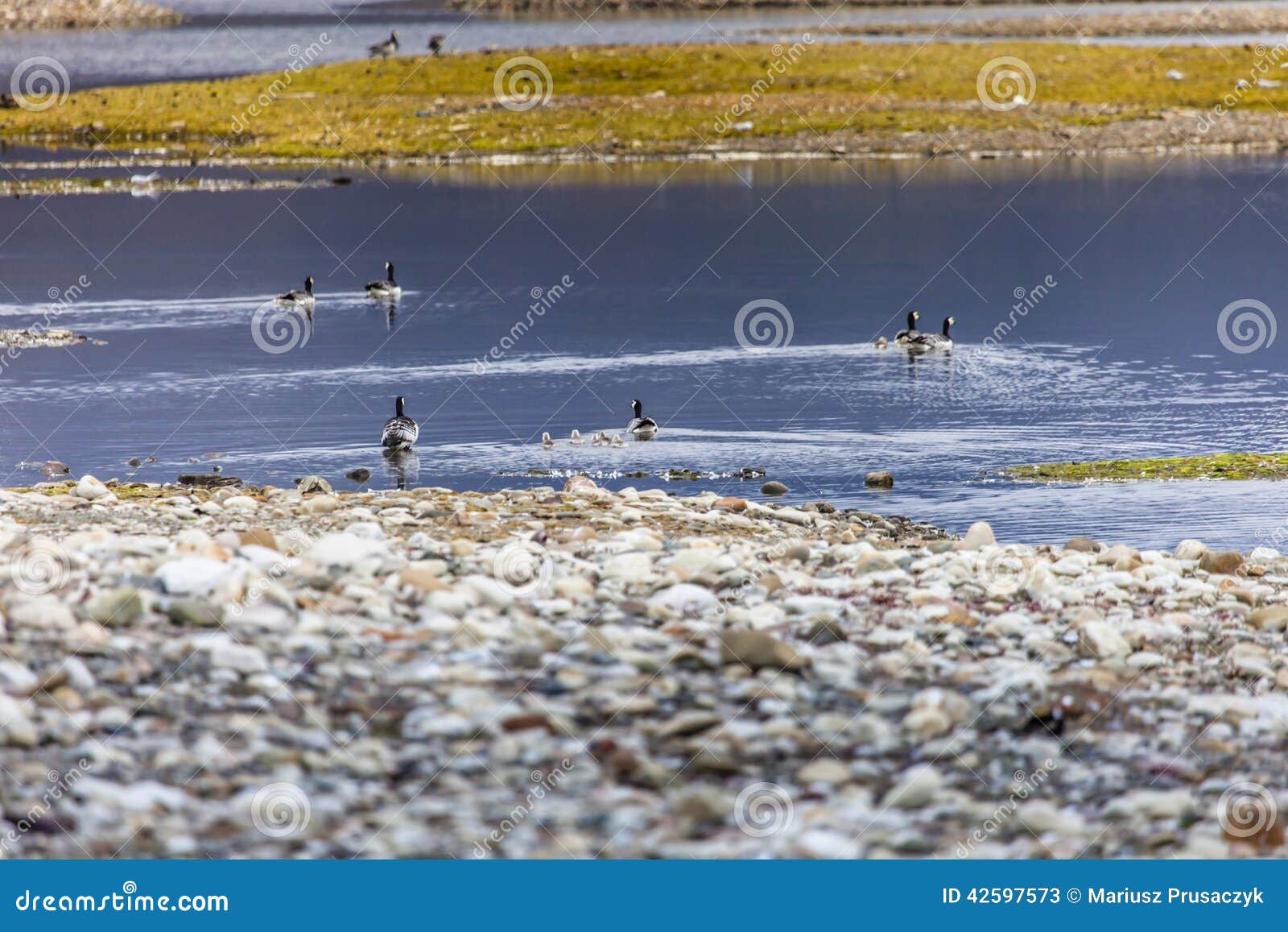 Group off Barnacle goose stock image. Image of geese - 42597573